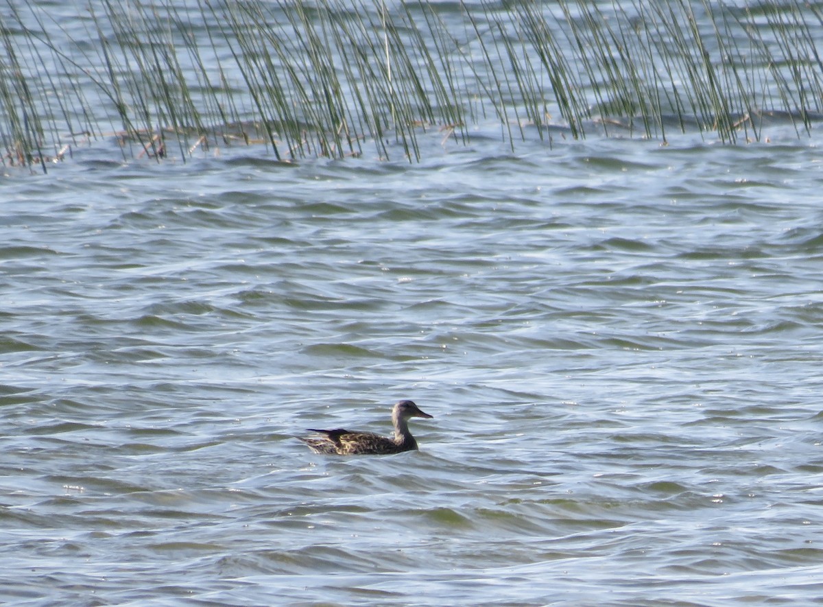 eBird Checklist - 7 Jun 2025 - Alsop Lake - 25 species