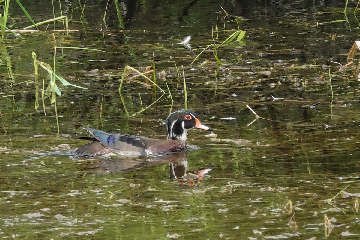 eBird Checklist - 7 Jun 2025 - Marais du Grand Remous - 23 species