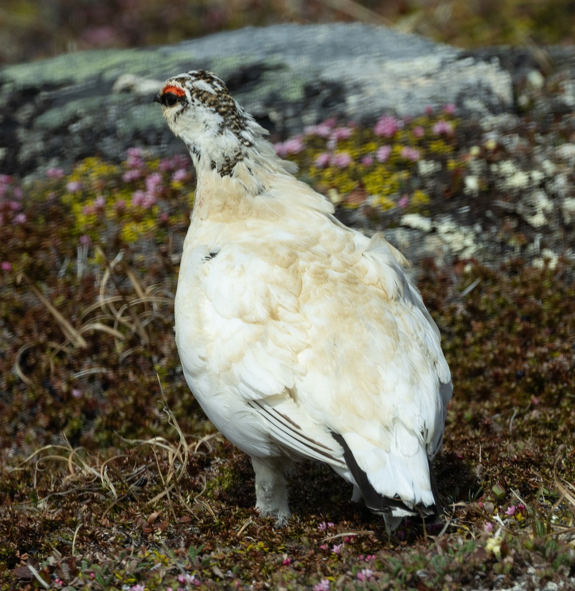 eBird Checklist - 28 May 2025 - Nome-Teller road: from MP 34 to MP 40 ...
