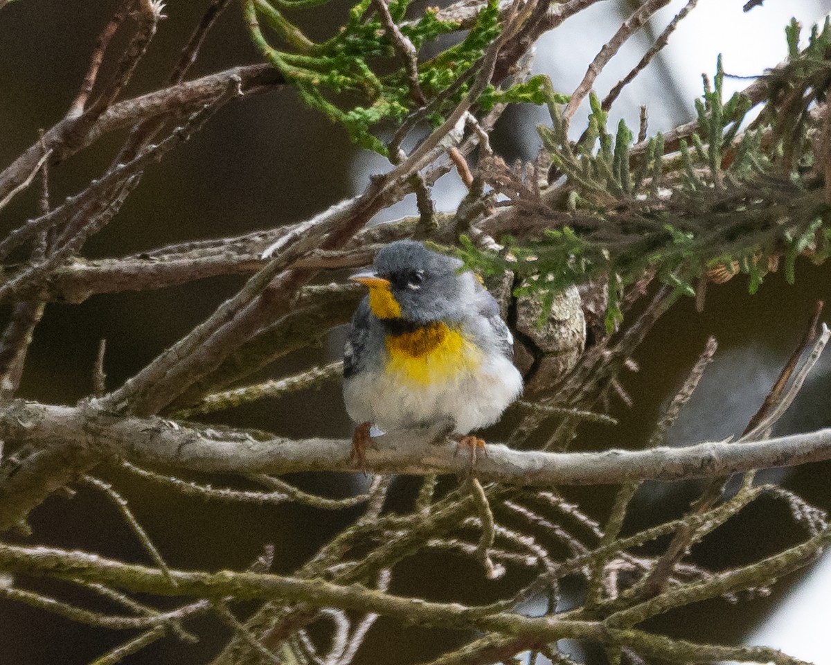 ML637229336 - Northern Parula - Macaulay Library