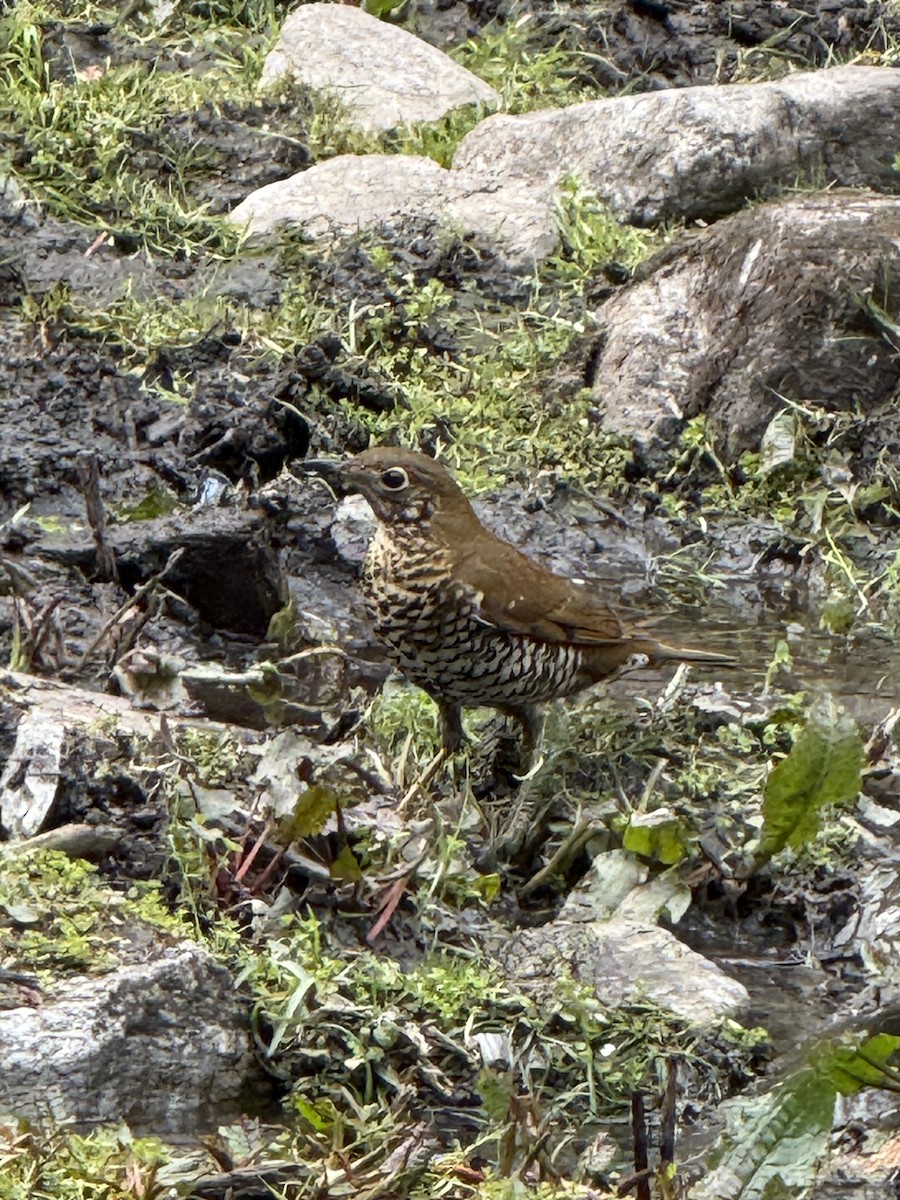 ML637229558 - Alpine Thrush - Macaulay Library