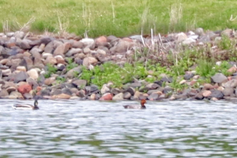 eBird Checklist - 7 Jun 2025 - Moose Lake WTP - 29 species