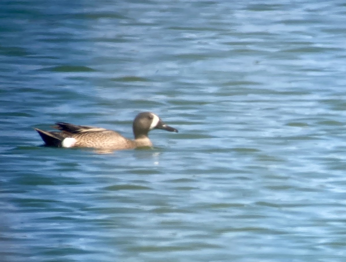 eBird Checklist - 7 Jun 2025 - Alexandre Dairy - 39 species