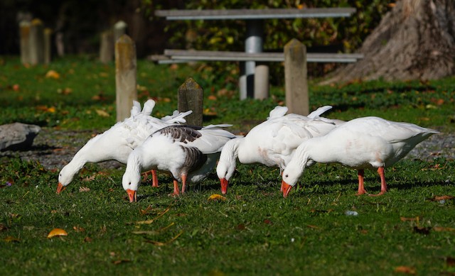 Reporting Kuihi/Greylag Goose Sightings in Aotearoa New Zealand - eBird ...