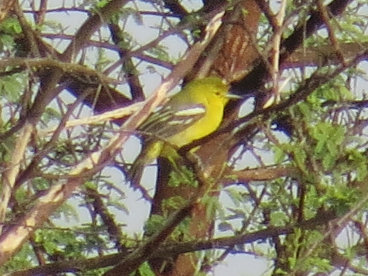 Common/White-tailed Iora - Aegithina tiphia/nigrolutea - Media Search ...