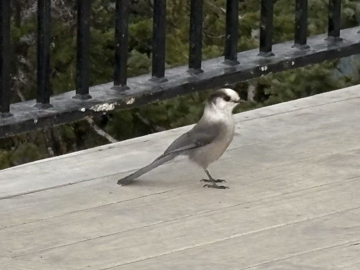 eBird Checklist - 22 May 2025 - Banff National Park--Sulphur Mountain ...
