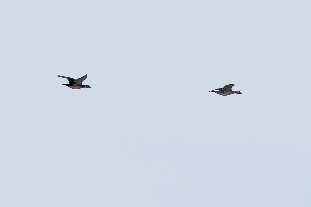 eBird Checklist - 7 Jun 2025 - Donnelley WMA (partial fall and winter ...