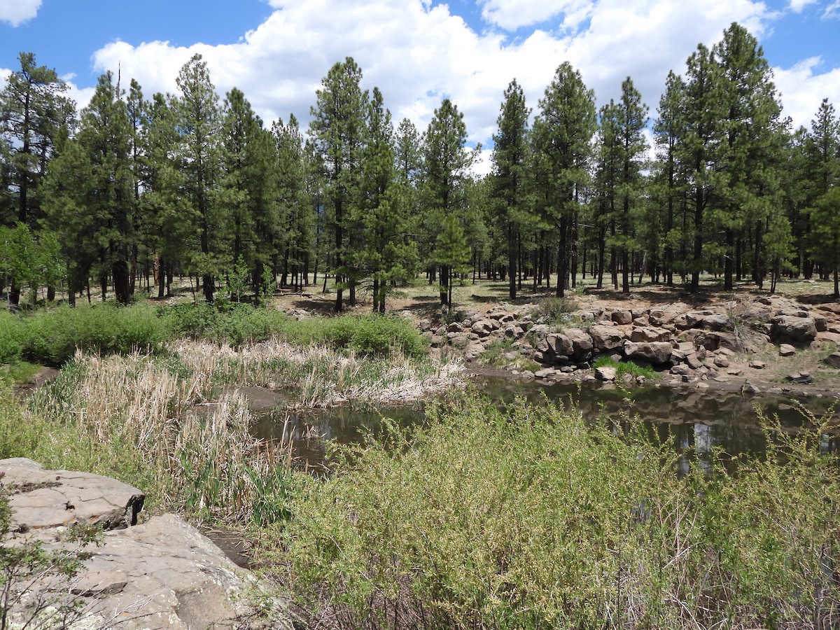 Rio de Flag--Museum of Northern Arizona - Coconino, Arizona, US ...