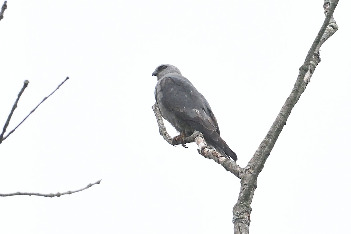 Pennsylvania Bird Atlas Checklist - 7 Jun 2025 - State Game Lands 43 ...