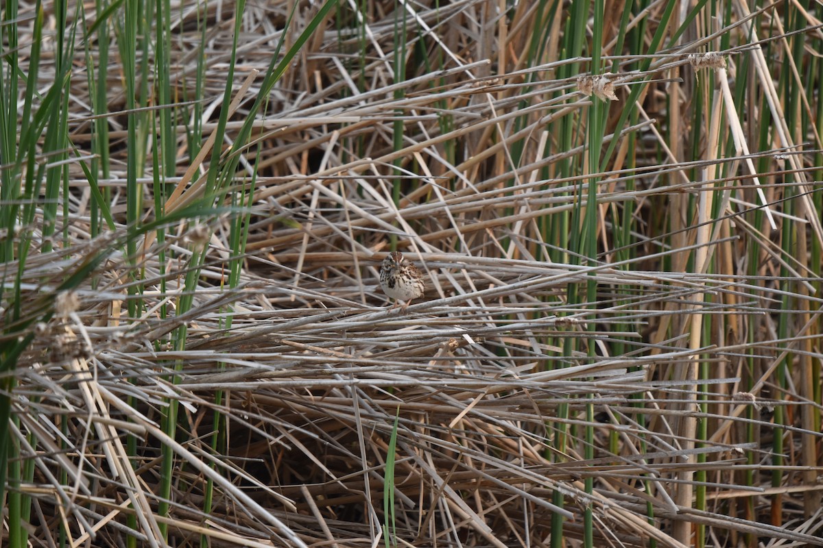 ML637261085 - Song Sparrow - Macaulay Library