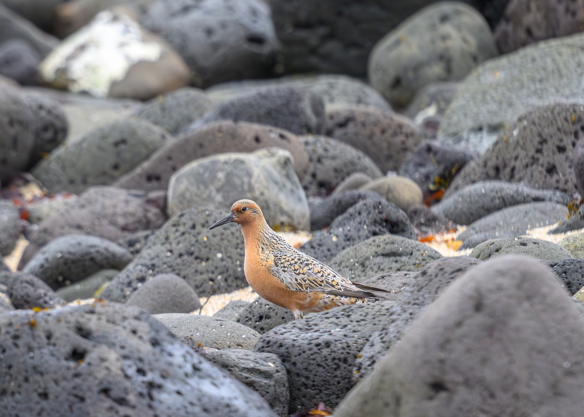 ML637261496 - Red Knot - Macaulay Library
