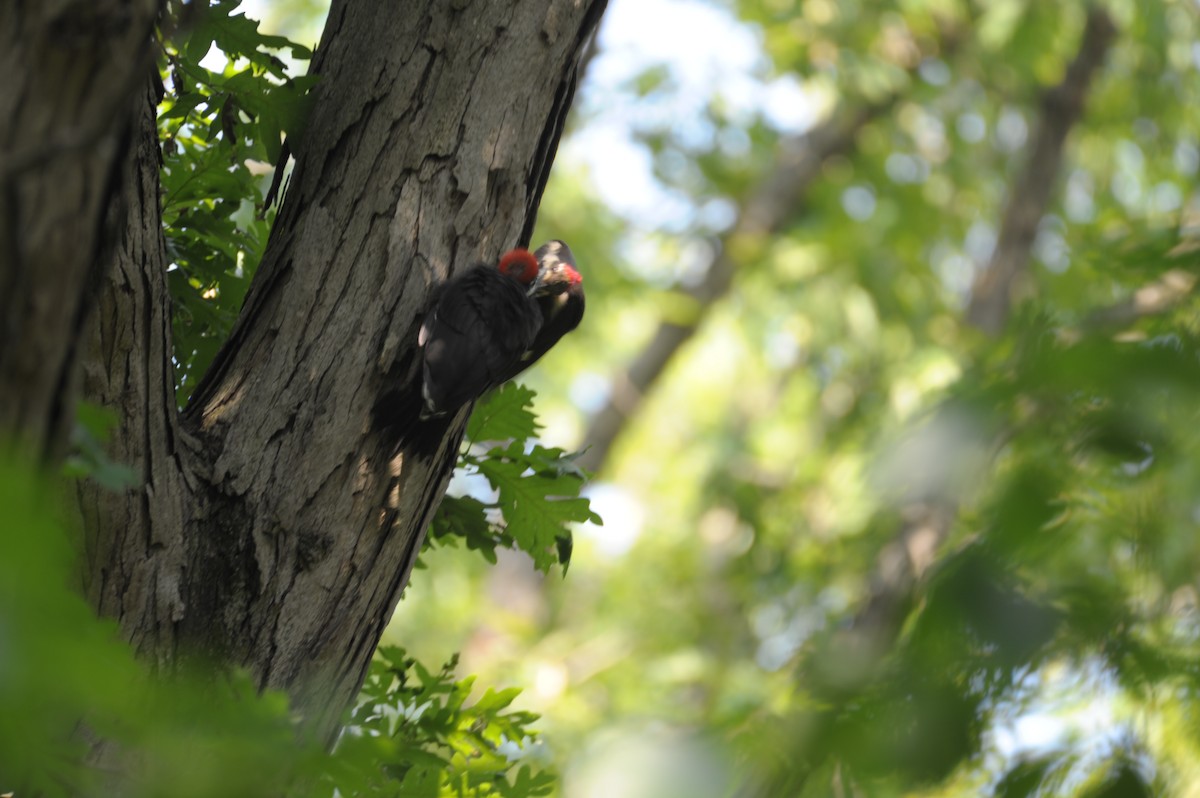 eBird Checklist - 8 Jun 2025 - Cap Sauers Holdings Forest Preserve - 11 ...