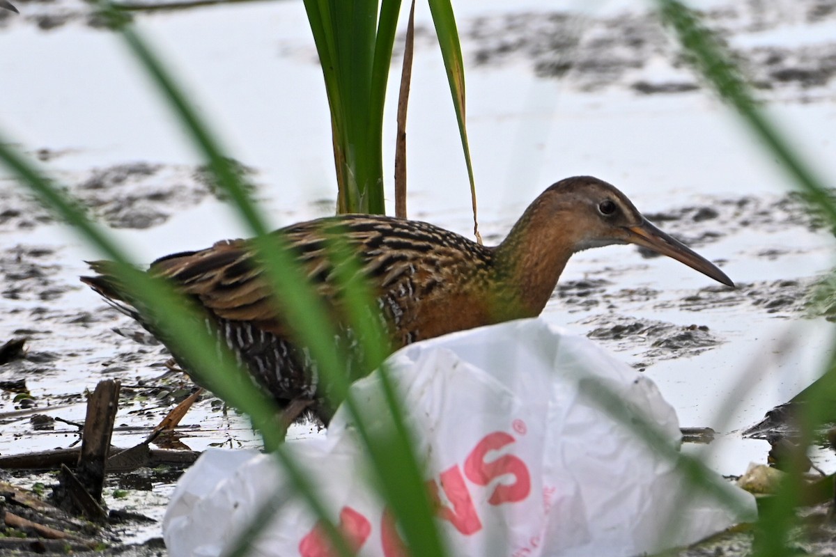 ML637268901 - King Rail - Macaulay Library