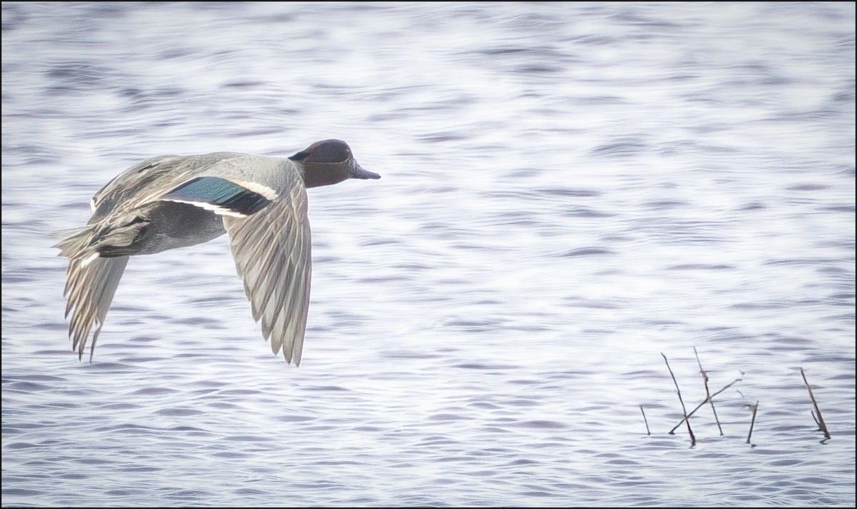eBird Checklist - 8 Jun 2025 - Windswept Cranberry Bogs - 28 species