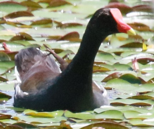 eBird Checklist - 8 Jun 2025 - Gum Springs Mountain Rd. Wet Area - 29 ...