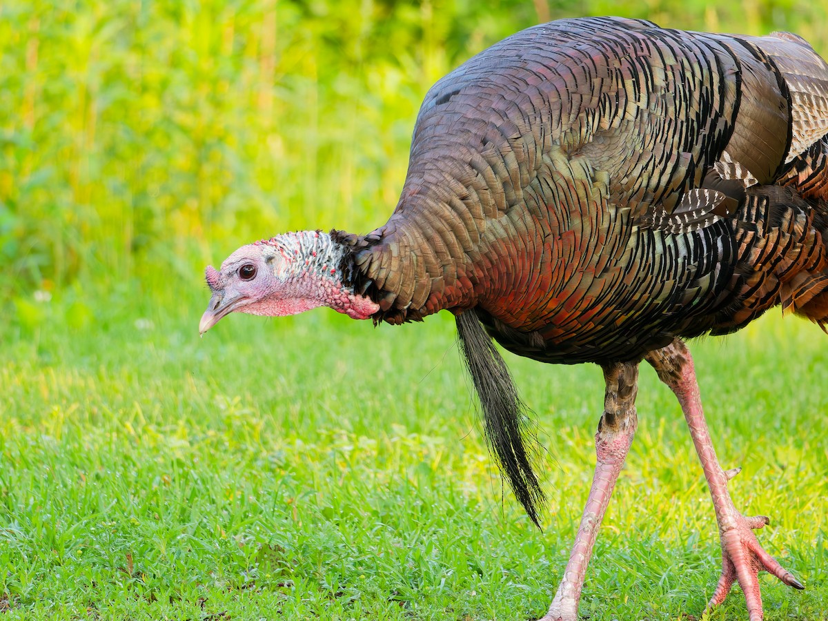 eBird Checklist - 8 Jun 2025 - Tamarack Nature Center - 40 species