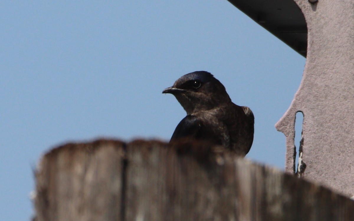 eBird Checklist - 8 Jun 2025 - Broad Channel south of Jamaica Bay ...