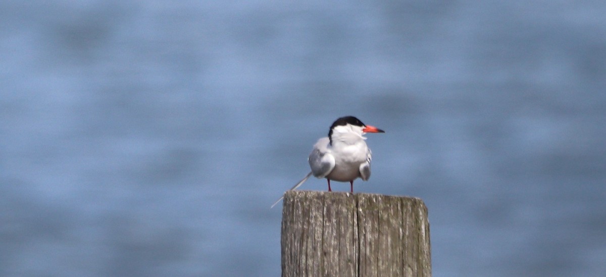 eBird Checklist - 8 Jun 2025 - Sunset Cove Park - 16 species