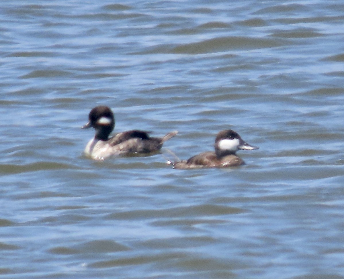 eBird Checklist - 8 Jun 2025 - Jamaica Bay Wildlife Refuge--Terrapin ...