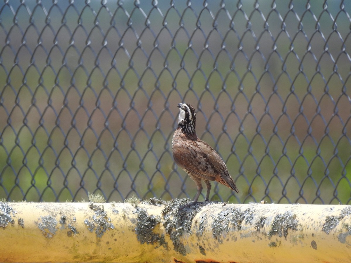 eBird Checklist - 8 Jun 2025 - Attwater Prairie Chicken NWR (CTC 004 ...