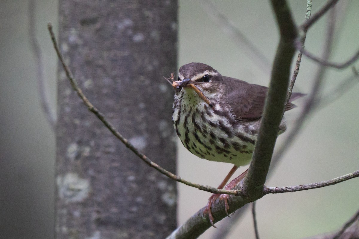 Pennsylvania Bird Atlas Checklist - 8 Jun 2025 - NACA’s Tamarack Swamp ...