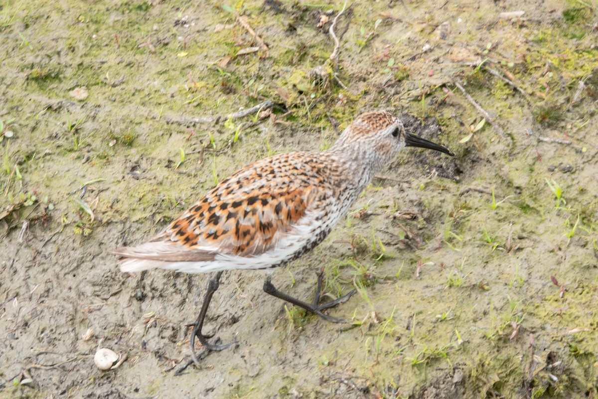 eBird Checklist - 19 May 2025 - Howard Marsh Metropark - 17 species