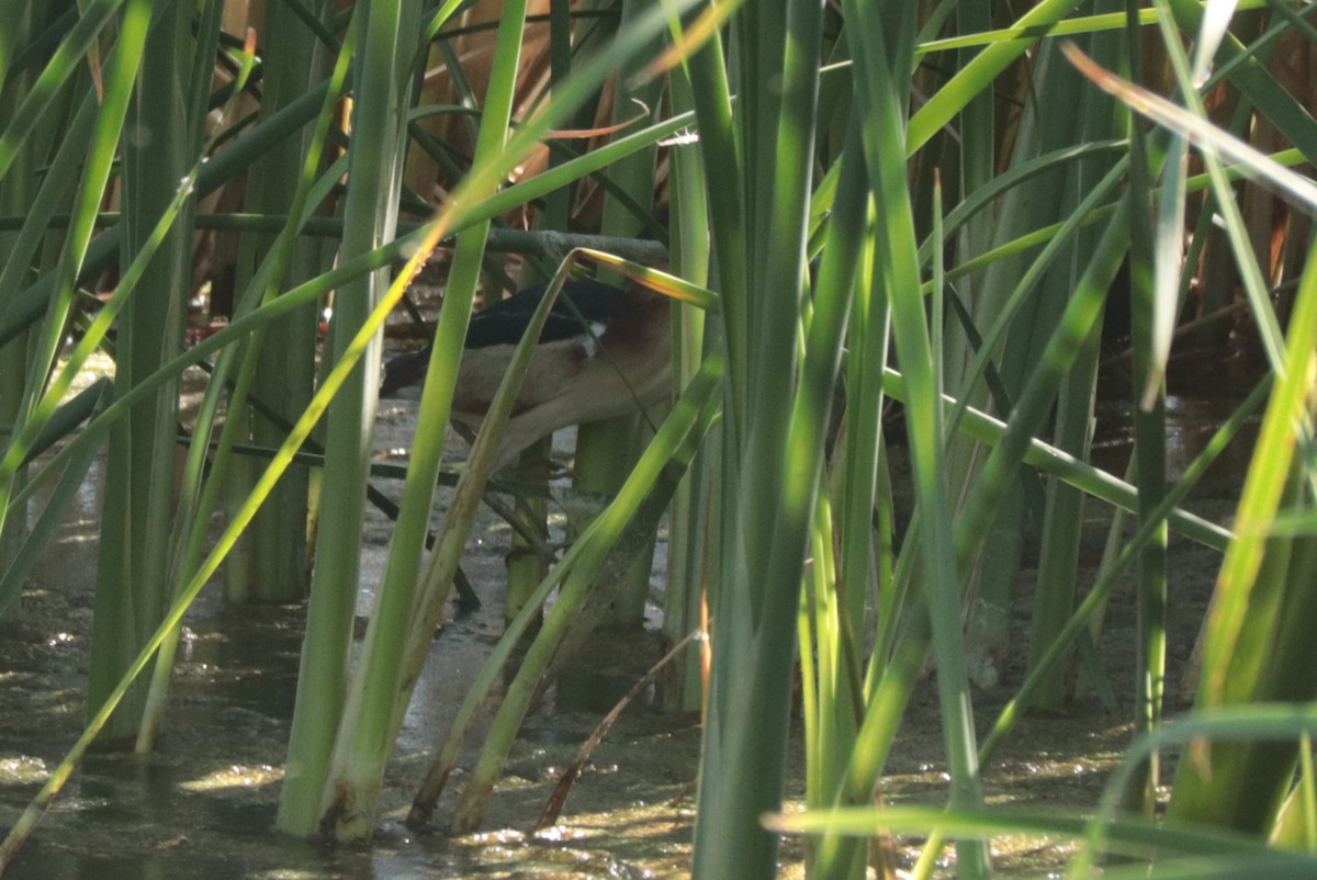 ML637291686 - Least Bittern - Macaulay Library