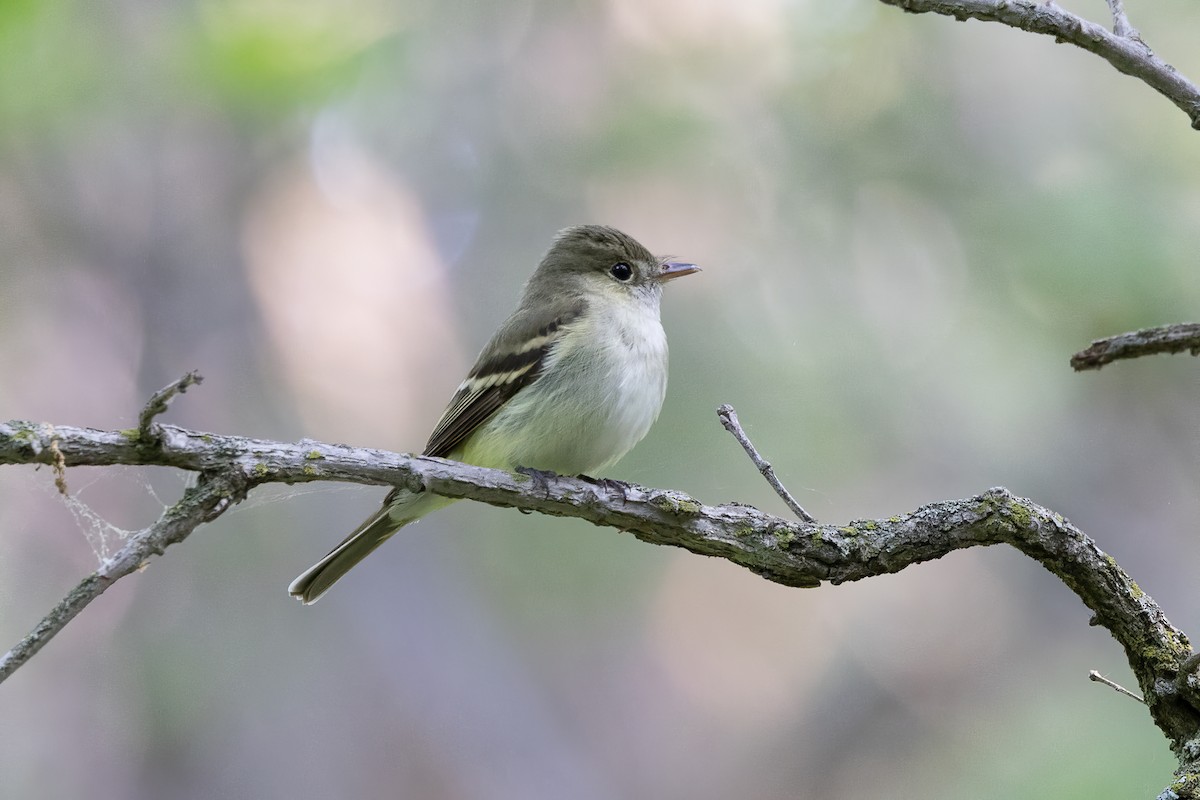 eBird Checklist - 7 Jun 2025 - Harry Larson County Forest - 32 species