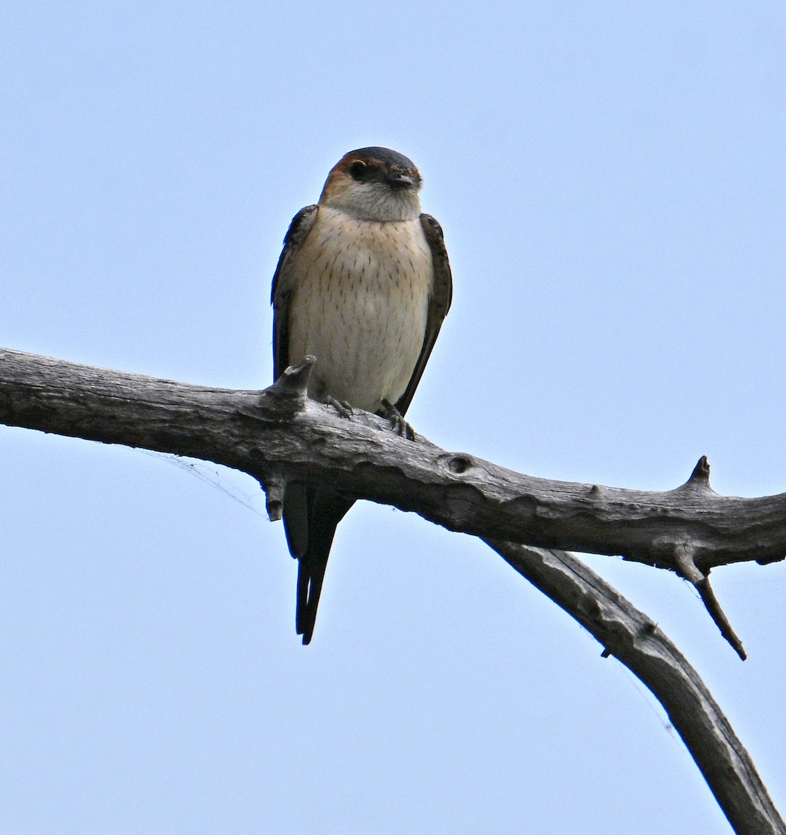 eBird Checklist - 27 Apr 2025 - Εκκλησάκι Τσιχλιώντα--Μελάδια ...