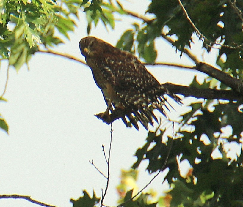 Virginia Breeding Bird Atlas Checklist - 7 Jun 2025 - 1657 Lowesville ...