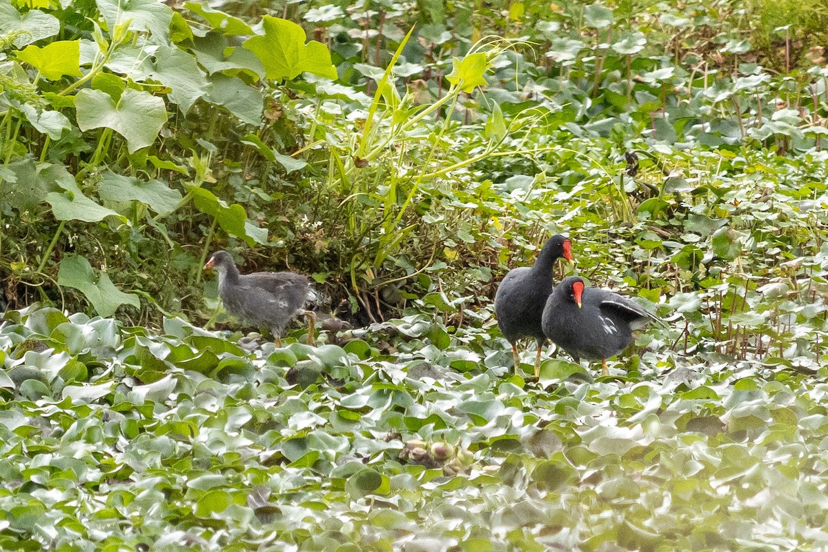 eBird Checklist - 8 Jun 2025 - Humedal Tibabuyes o Juan Amarillo - 20 ...
