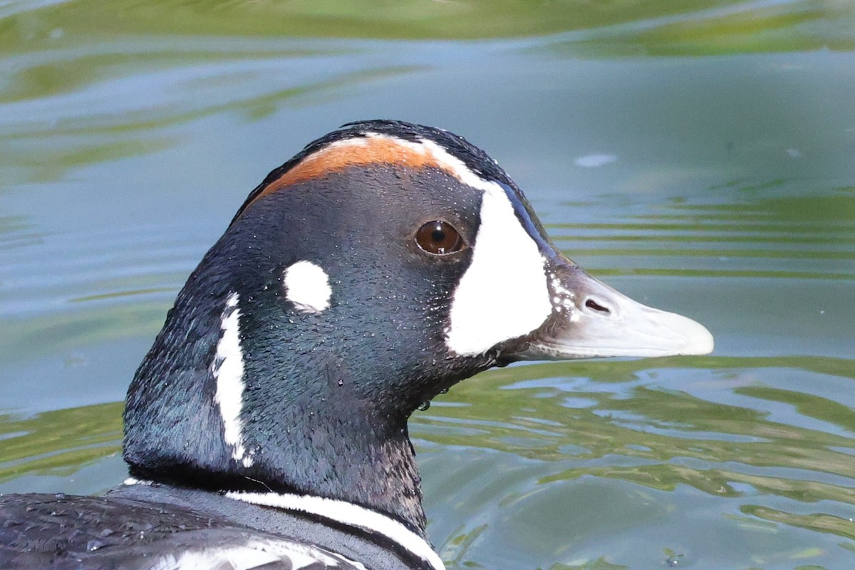eBird Checklist - 3 Jun 2025 - Leavenworth National Fish Hatchery - 46 ...