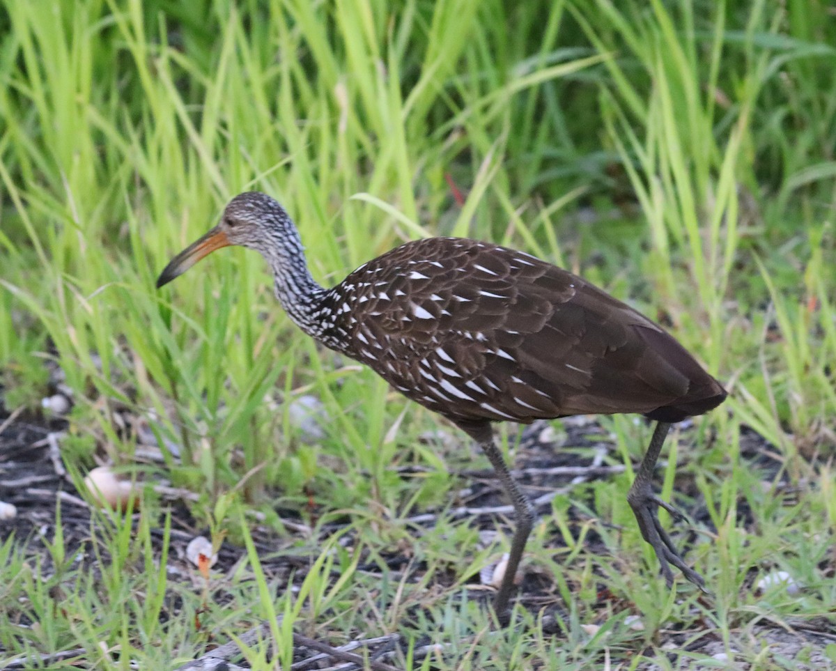 eBird Checklist - 8 Jun 2025 - La Chua Trail - 7 species