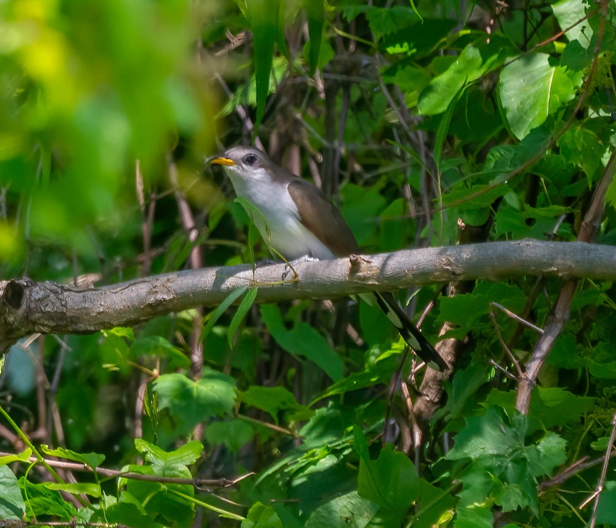 eBird Checklist - 8 Jun 2025 - Tennessee NWR--Duck River Unit--Pool 3 ...