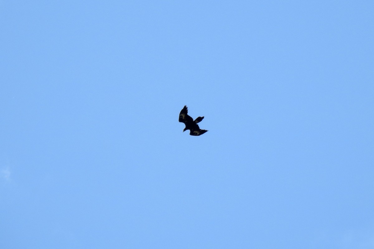 eBird Checklist - 9 Jun 2025 - Red Hill (Restricted access) Tingha 2369 - 1 species