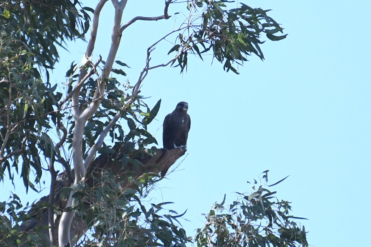 eBird Checklist - 9 Jun 2025 - Cochrane Bridge Park - 8 species