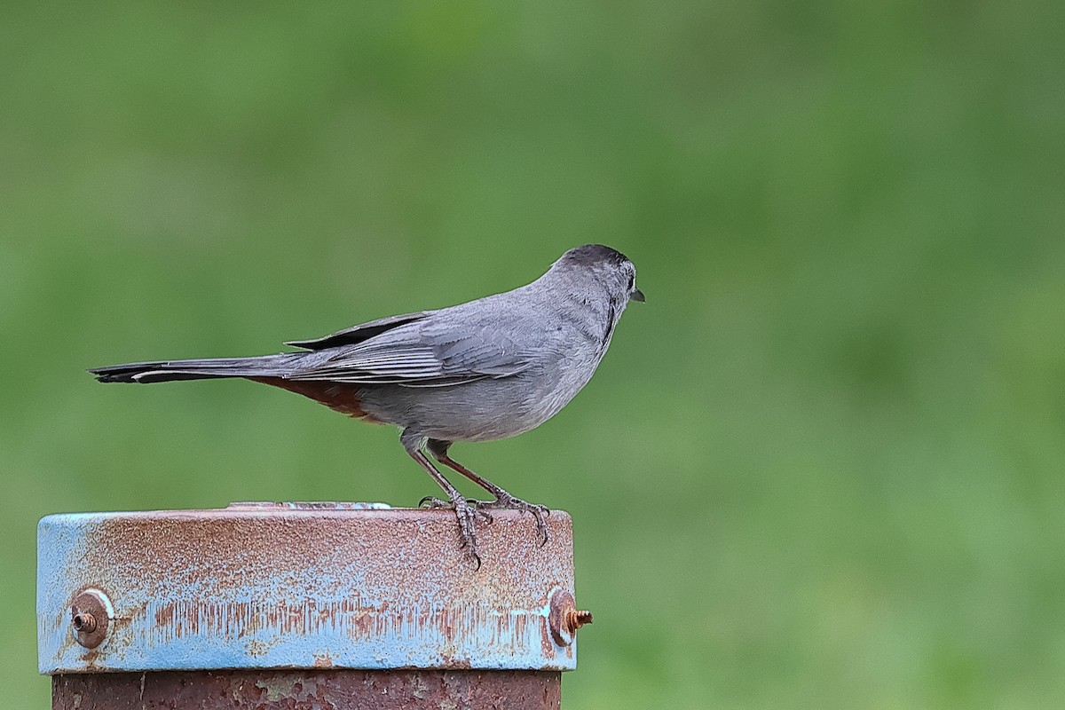 Pennsylvania Bird Atlas Checklist - 8 Jun 2025 - French Creek SP--Group ...