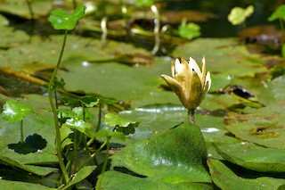Canal Nacional--Avenida Río Churubusco, Coyoacán, Ciudad de México ...