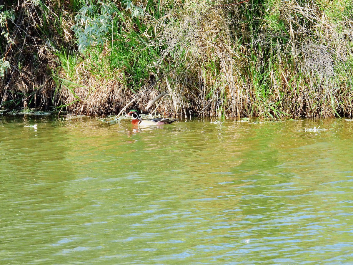 eBird Checklist - 7 Jun 2025 - Colorado River SP--Connected Lakes ...