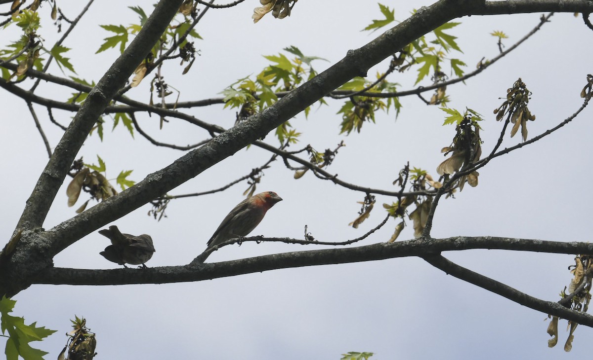 Pennsylvania Bird Atlas Checklist - 15 May 2025 - Laura Doerr Park ...