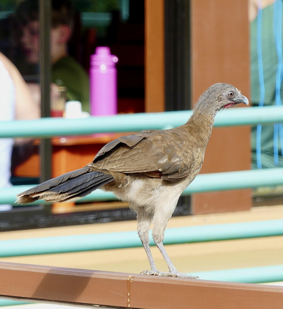 eBird Checklist - 8 Jun 2025 - Arenal Observatory Lodge - 102 species