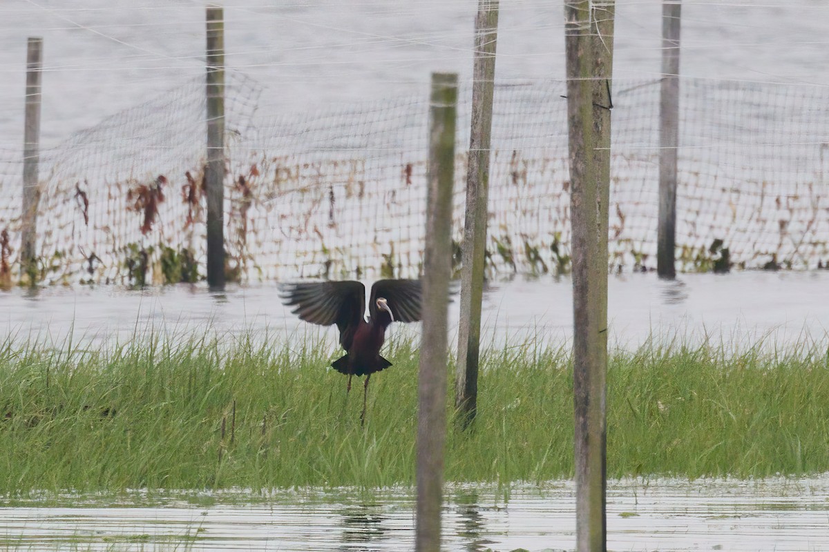 eBird Checklist - 9 Jun 2025 - Jamaica Bay Wildlife Refuge--Terrapin ...