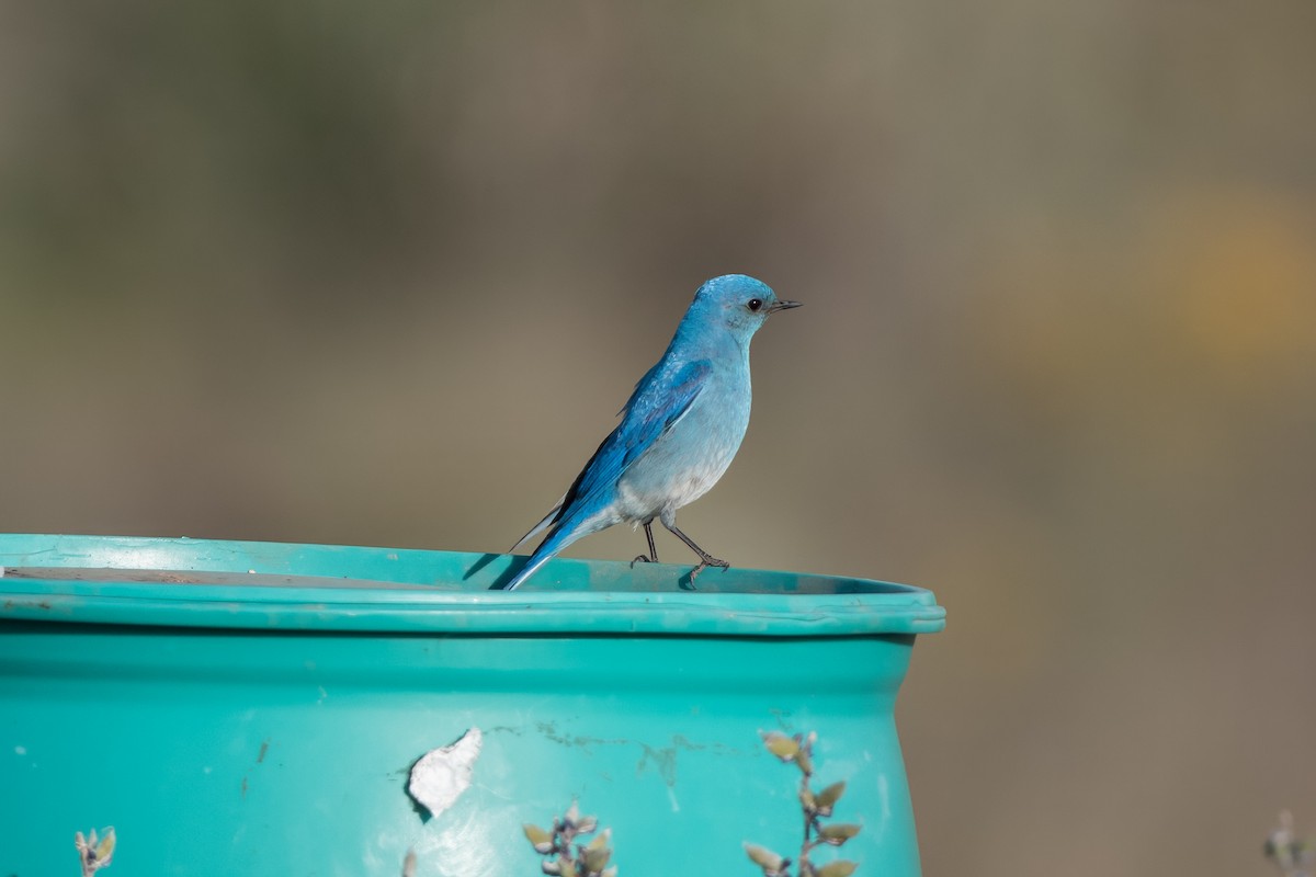 eBird Checklist - 8 Jun 2025 - Horse Heaven Hills - Ridge Road - 15 species