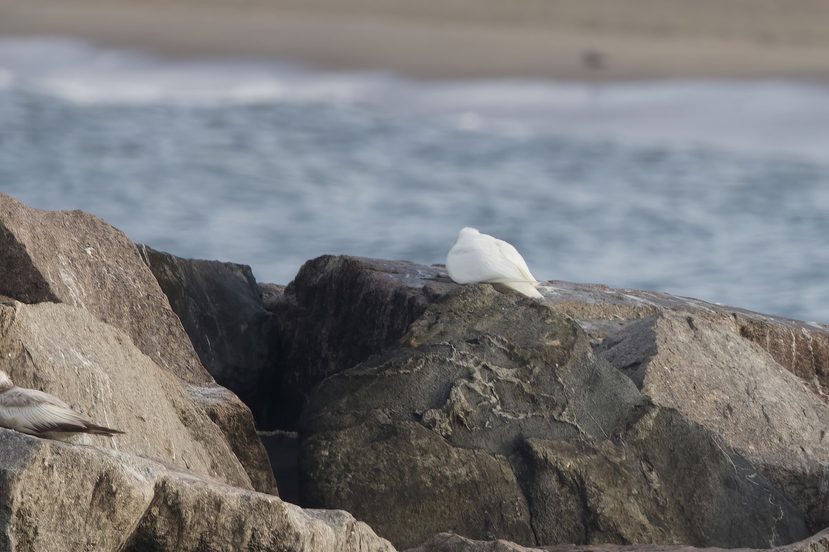 eBird Checklist - 8 Jun 2025 - Rudee Inlet - 17 species (+1 other taxa)