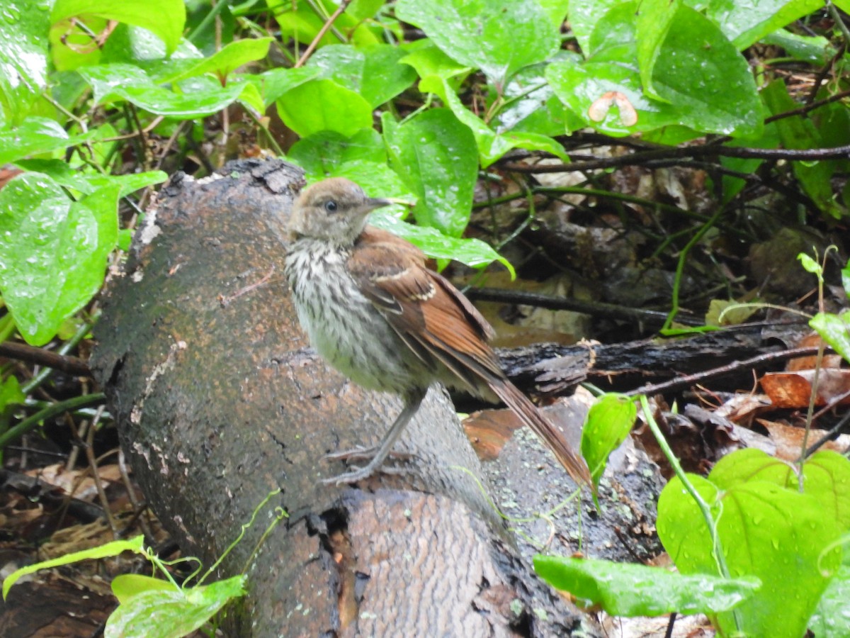 eBird Checklist - 9 Jun 2025 - Presque Isle SP (IBA) - 23 species