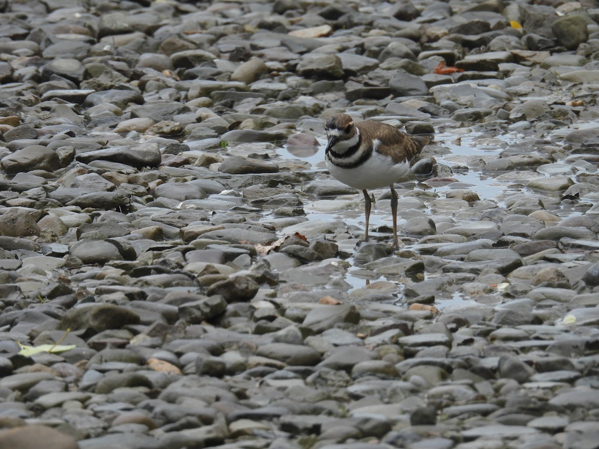 eBird Checklist - 9 Jun 2025 - Presque Isle SP--Gull Pt. - 41 species