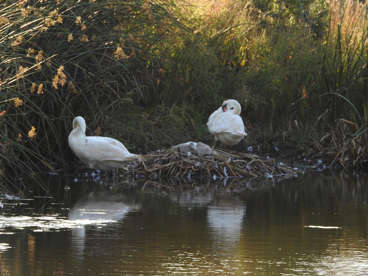 eBird Checklist - 9 Jun 2025 - American Canyon Wetlands - 30 species