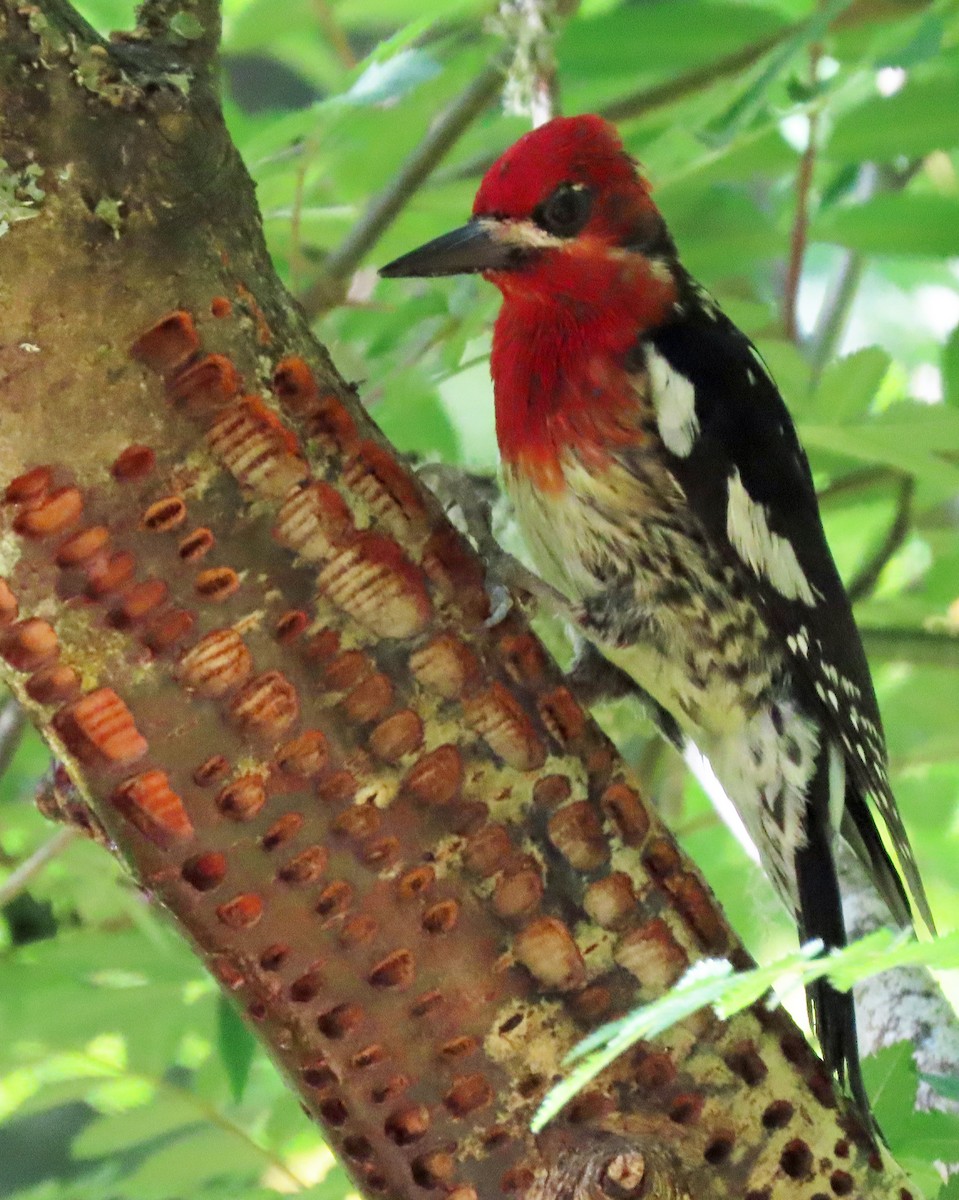 eBird Checklist - 10 Jun 2025 - Dallas City Park - 24 species