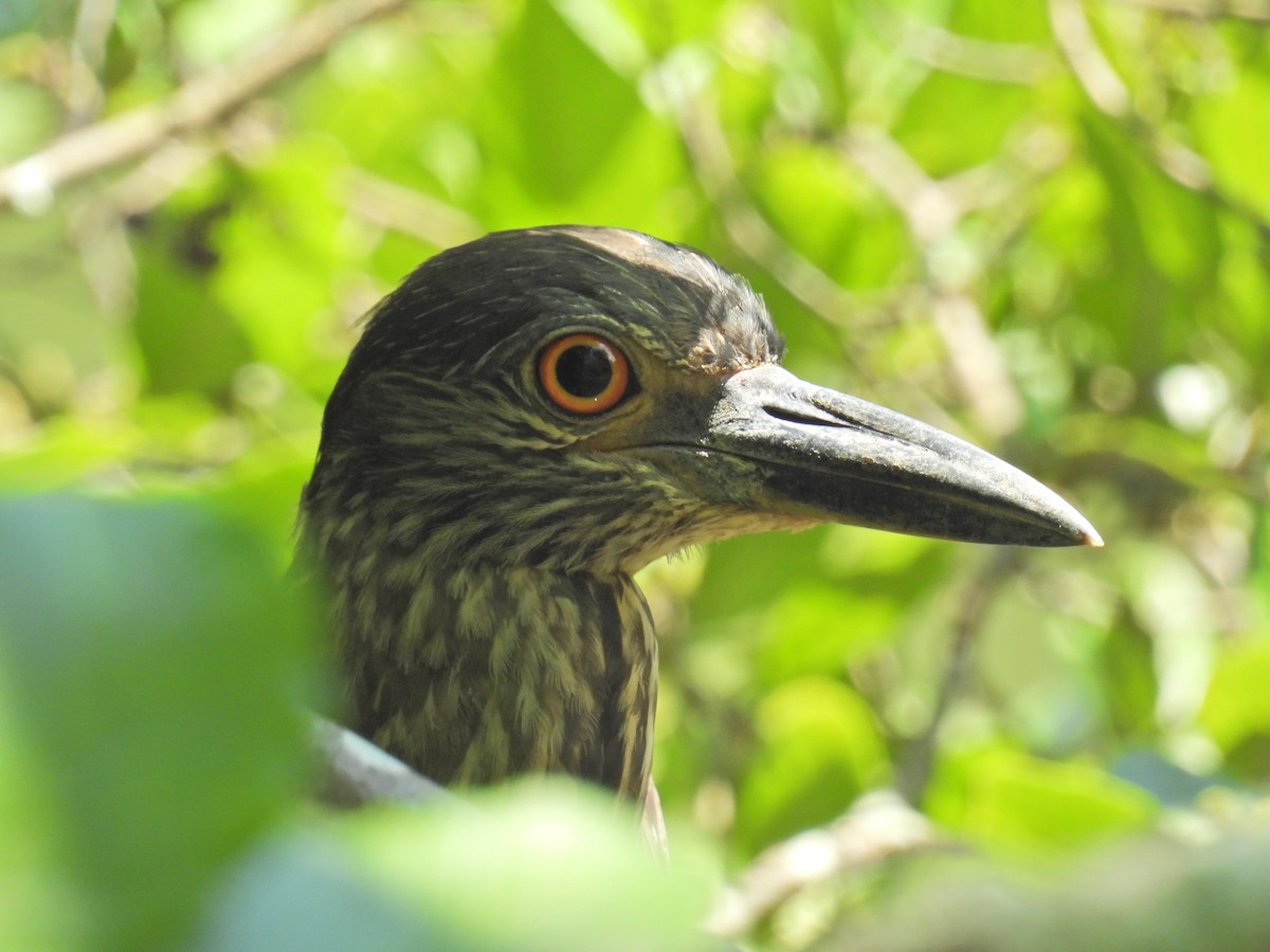 eBird Checklist - 10 Jun 2025 - Kelly Cofer Park - 14 species