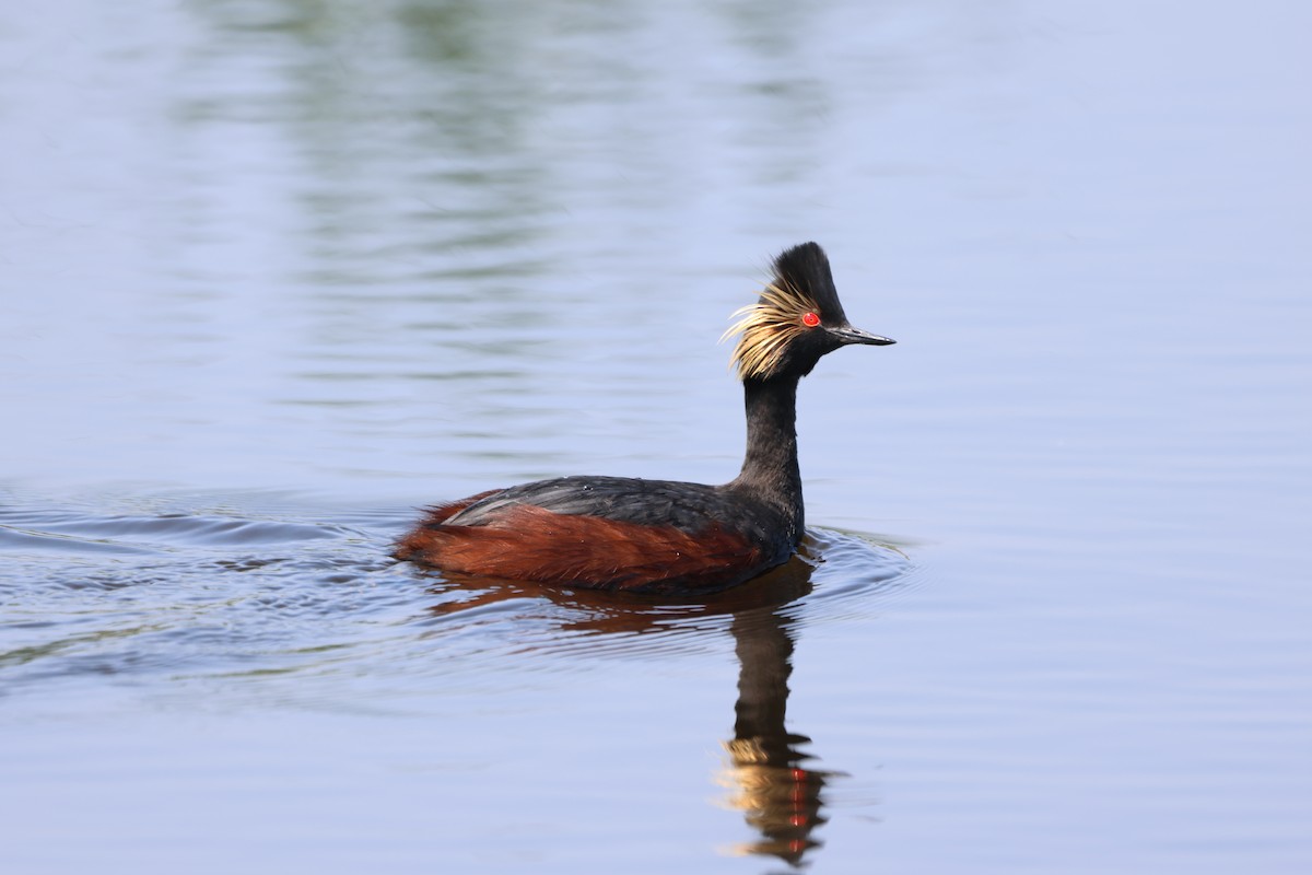 eBird Checklist - 10 Jun 2025 - Lizard Lake - 17 species